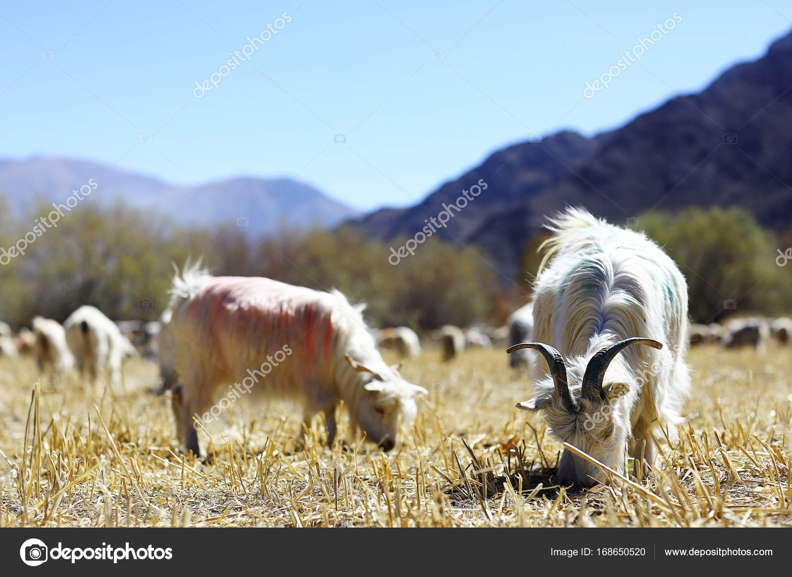 Nomadic Grazing