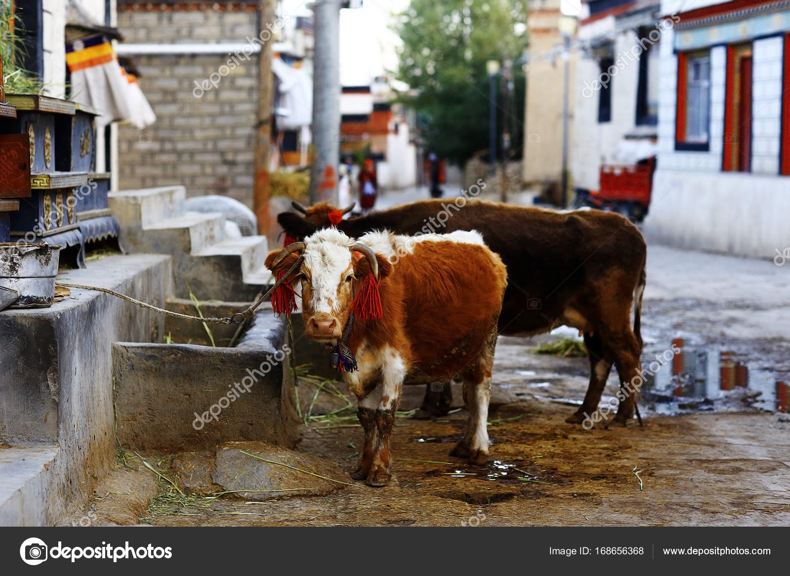 Two piteous cows — Stock Photo © xload #168656368