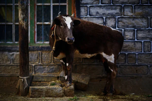 Two piteous cows — Stock Photo © xload #168656368