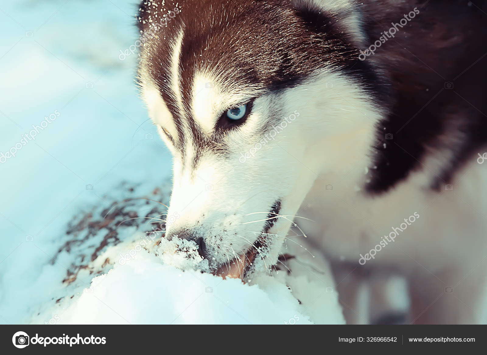 Young Cream Colored Wolf