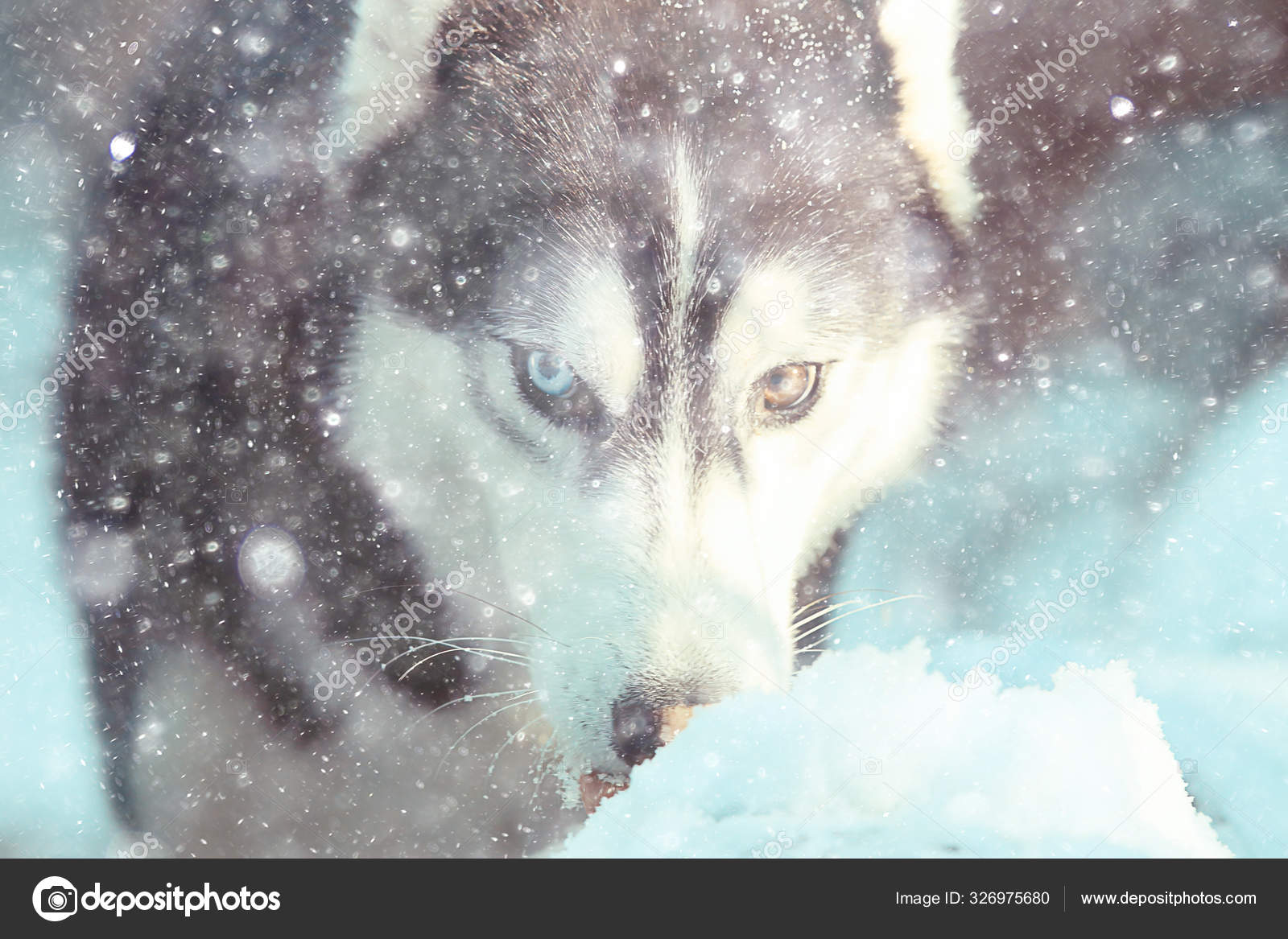 Young Cream Colored Wolf