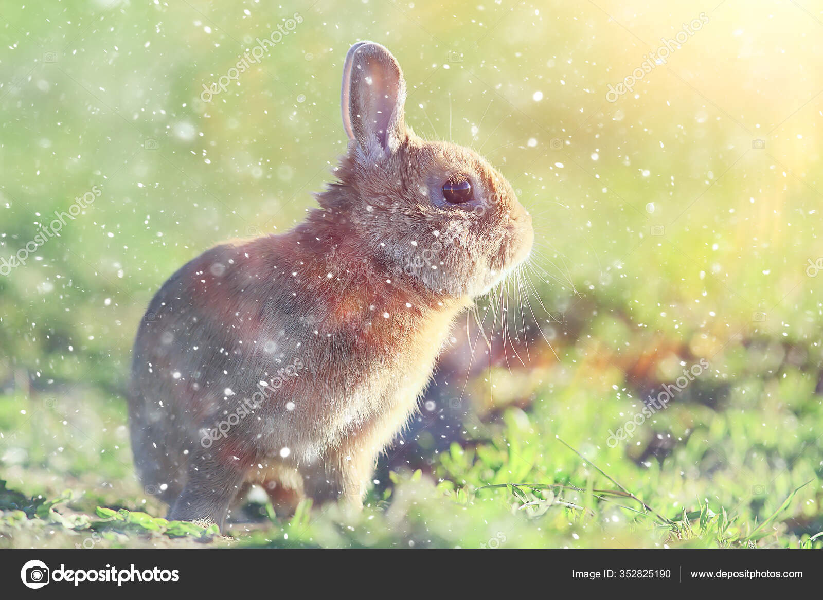 Spring Rabbit Green Field Easter Symbol Beautiful April Easter ...