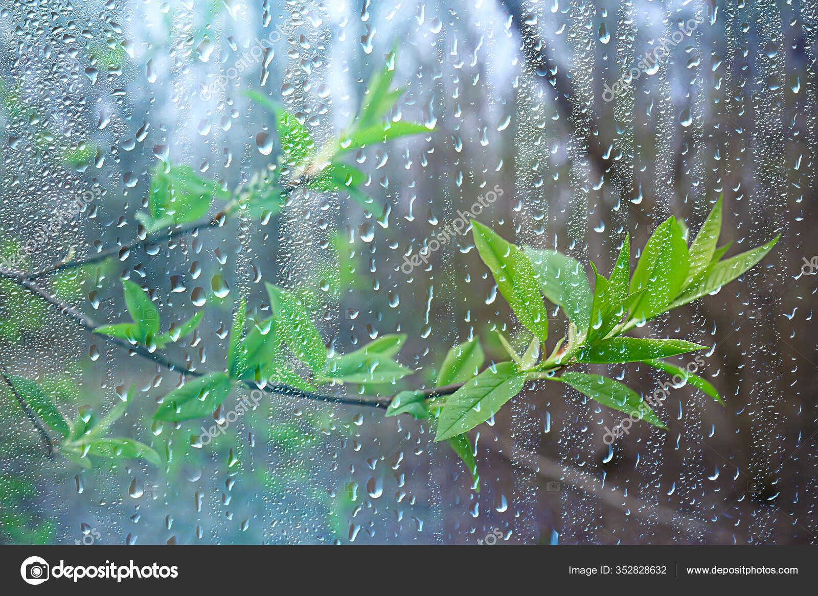 Весенний Дождь Лесу Свежие Ветви Бутона Молодые Листья Каплями Дождя стоковое фото ©xload 352828632