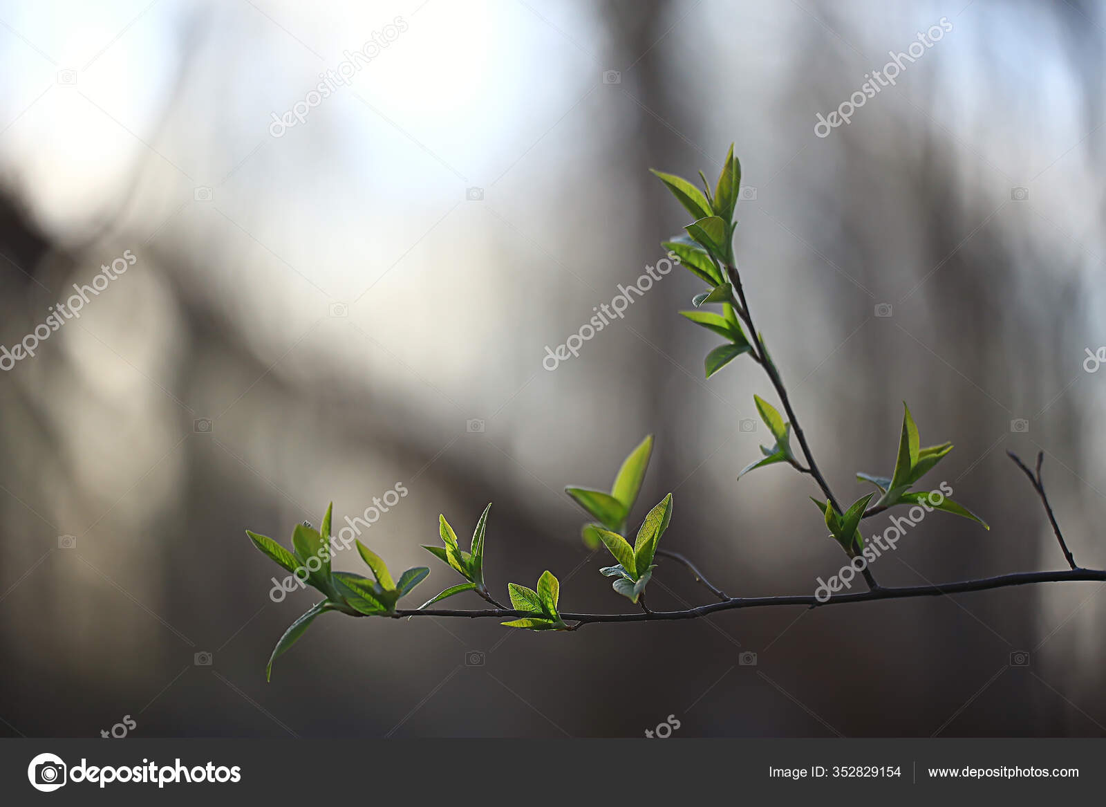 Branches Young Green Leaves Buds Seasonal Background April March ...
