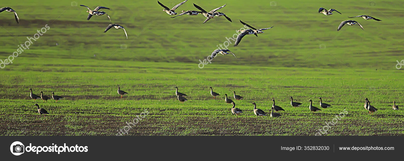 Geese Spring Migratory Birds Field Spring Landscape Background Stock ...