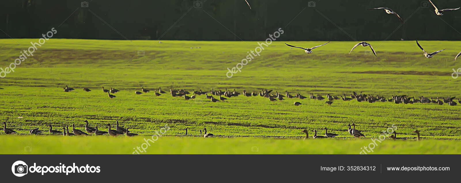 Geese Spring Migratory Birds Field Spring Landscape Background Stock ...