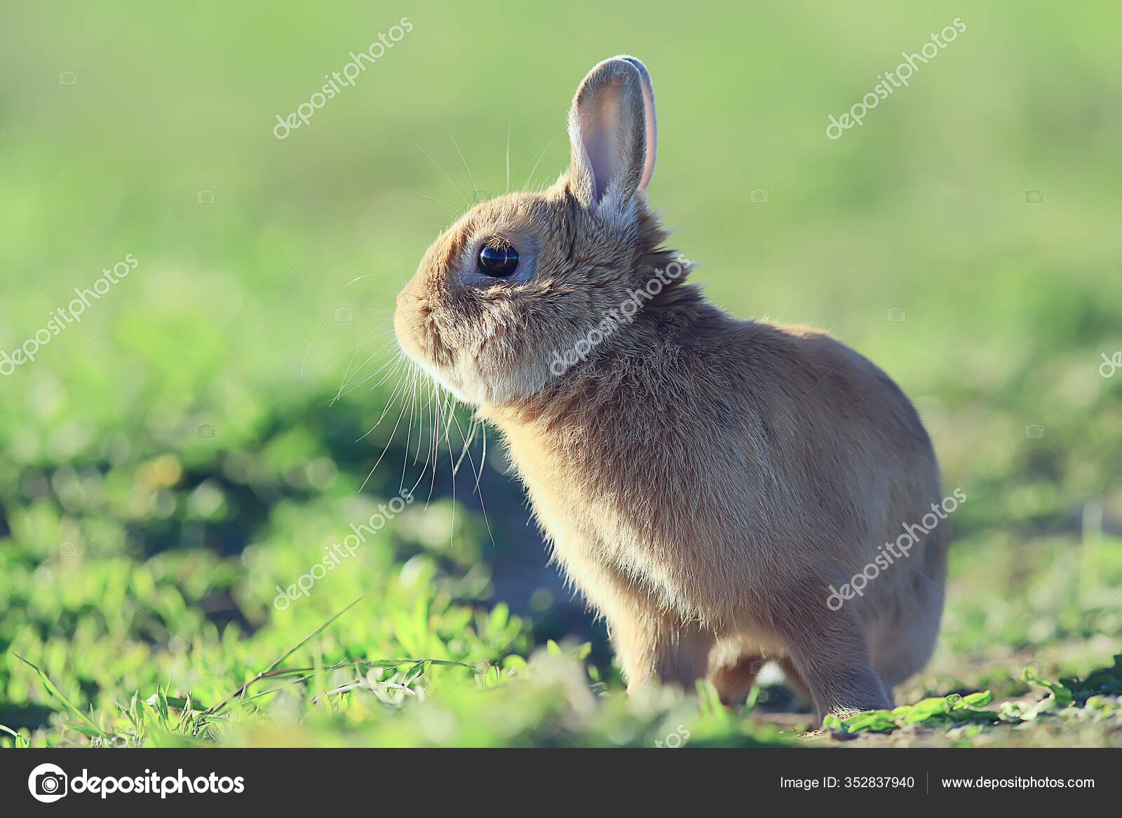 Spring Rabbit Green Field Easter Symbol Beautiful April Easter ...