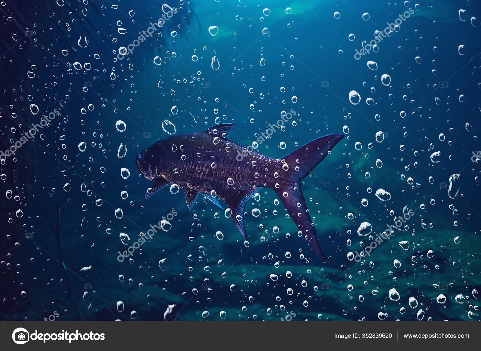 Tarpon Underwater Large Sea Fish Tarpon Wild Fishing Underwater Photo ...