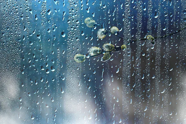 spring rain in the forest, fresh branches of a bud and young leaves ...
