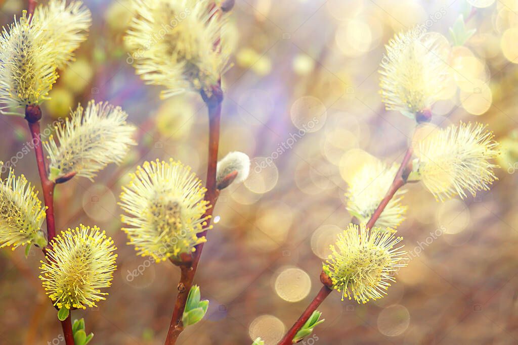 abstracto d a soleado fondo en el bosque de primavera, ramas con brotes ...