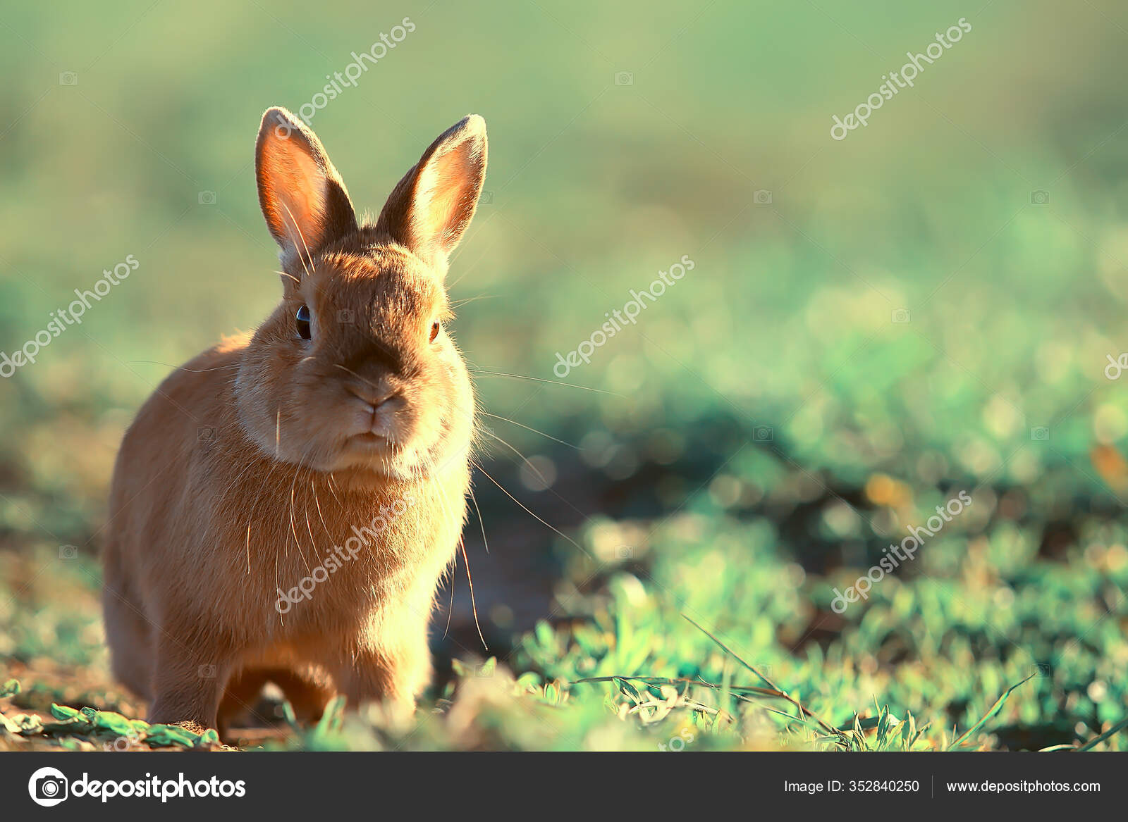 Spring Rabbit Green Field Easter Symbol Beautiful April Easter ...