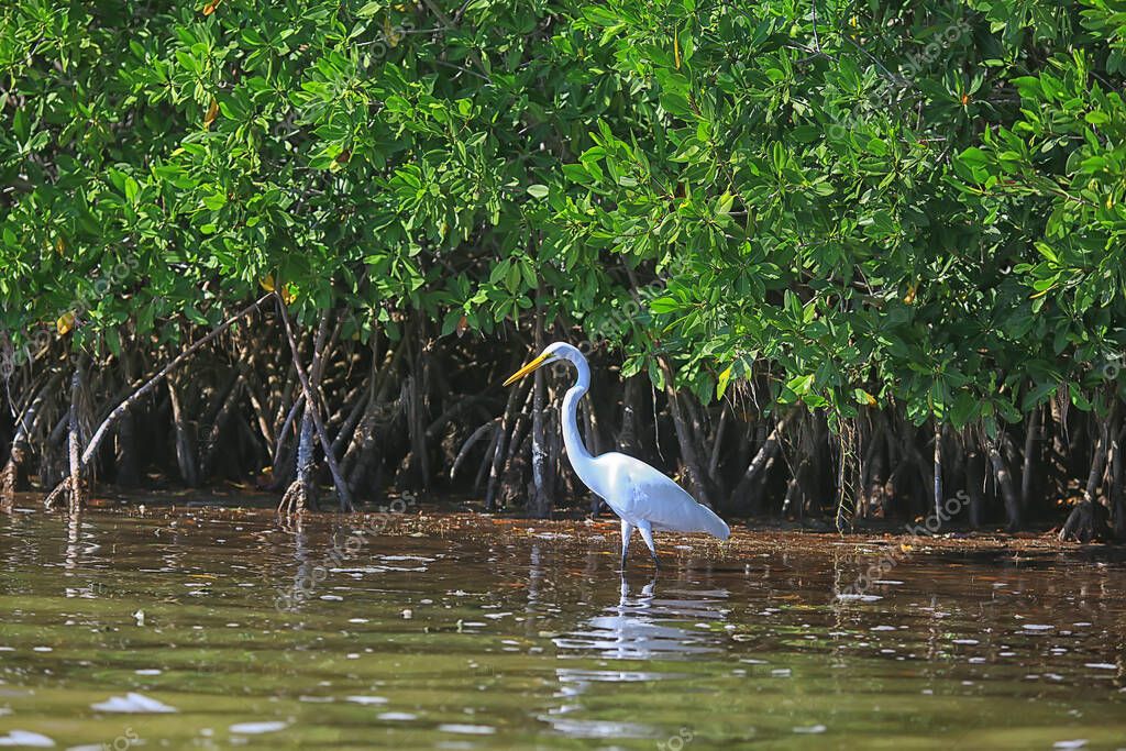 Garza manglar, vida silvestre, garza blanca en la selva 2025