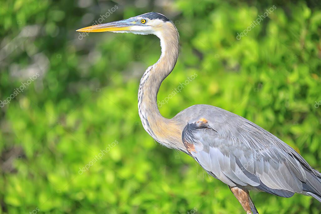 Garza manglar, vida silvestre, garza blanca en la selva 2023