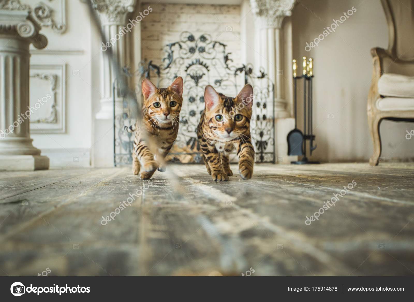 Two bengal kittens runing at camera in studio — Stock Photo © art2435 ...