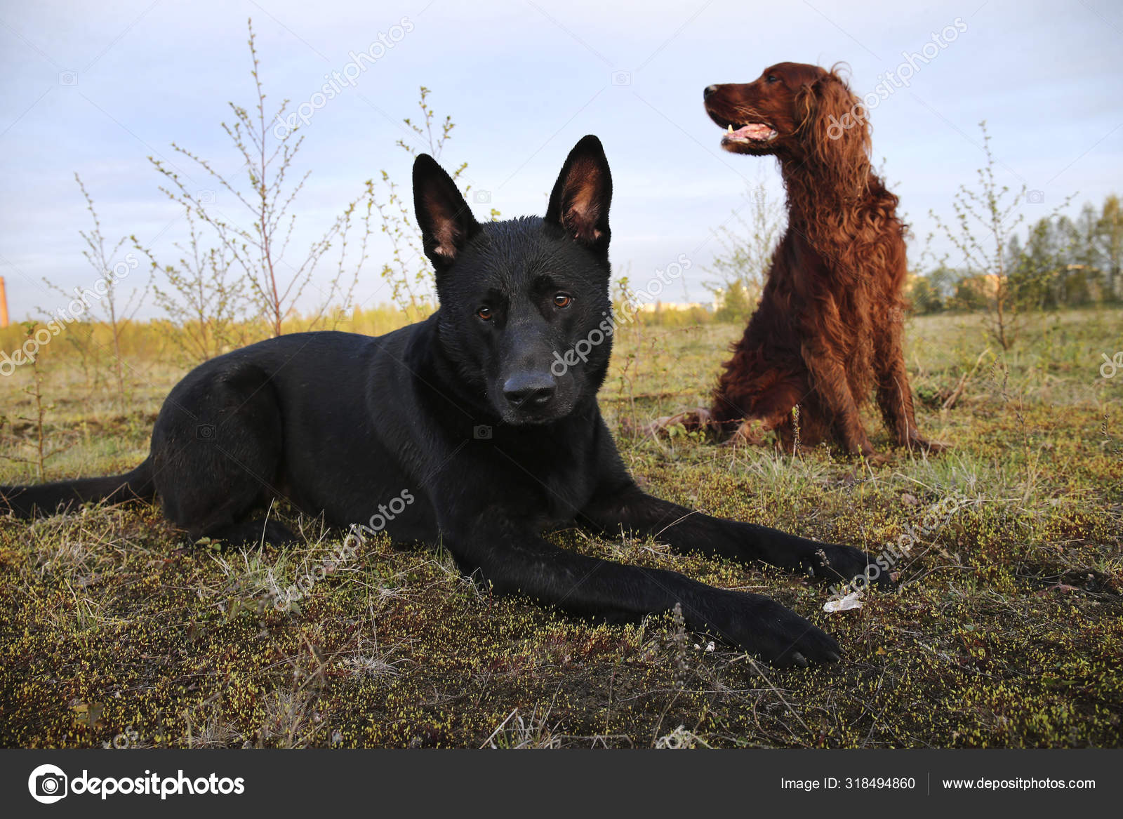 Irish Setter Mixed With German Shepherd