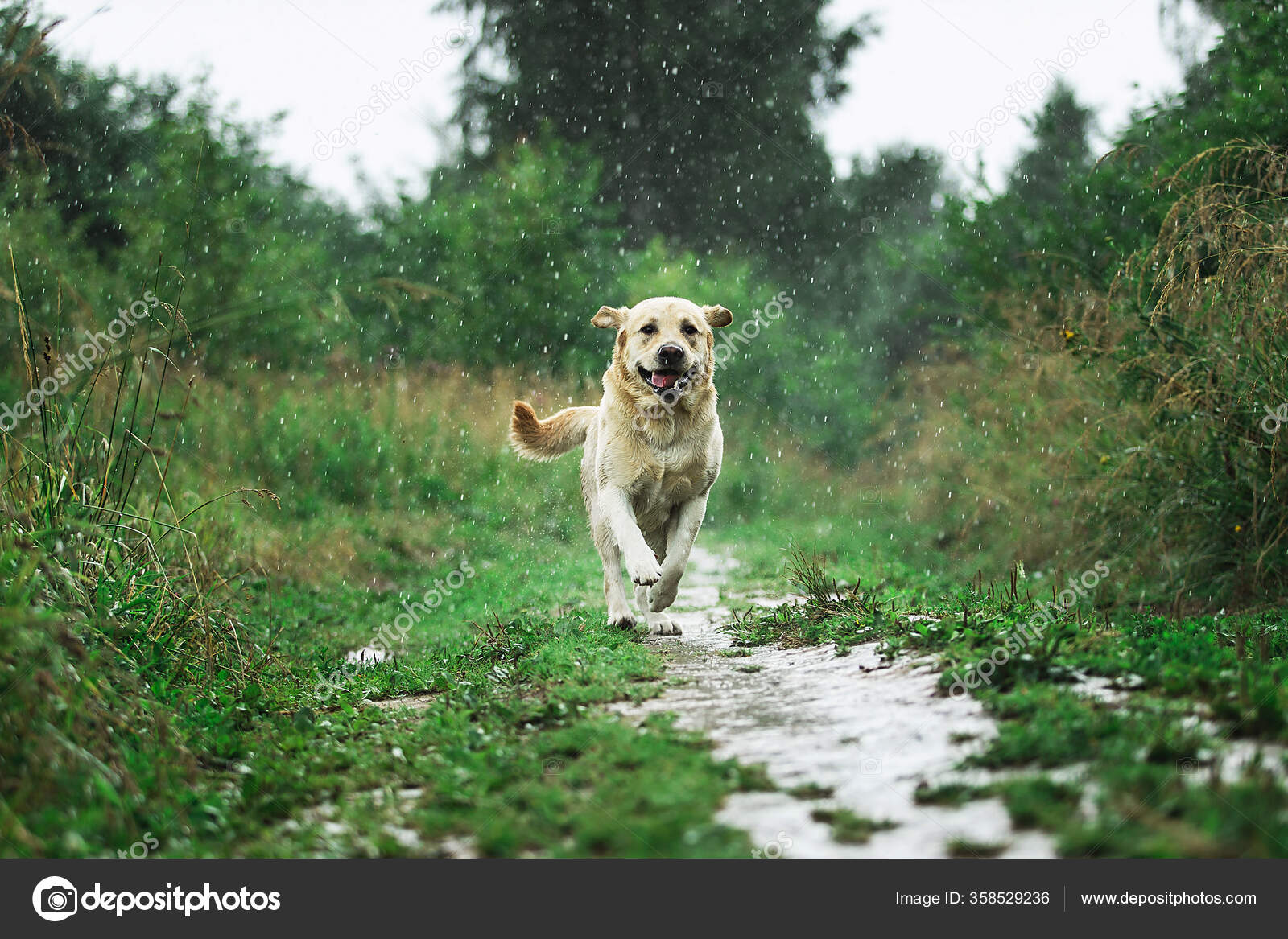 Excited Labrador Retriever Running Grassy Path While Having Fun Nature ...