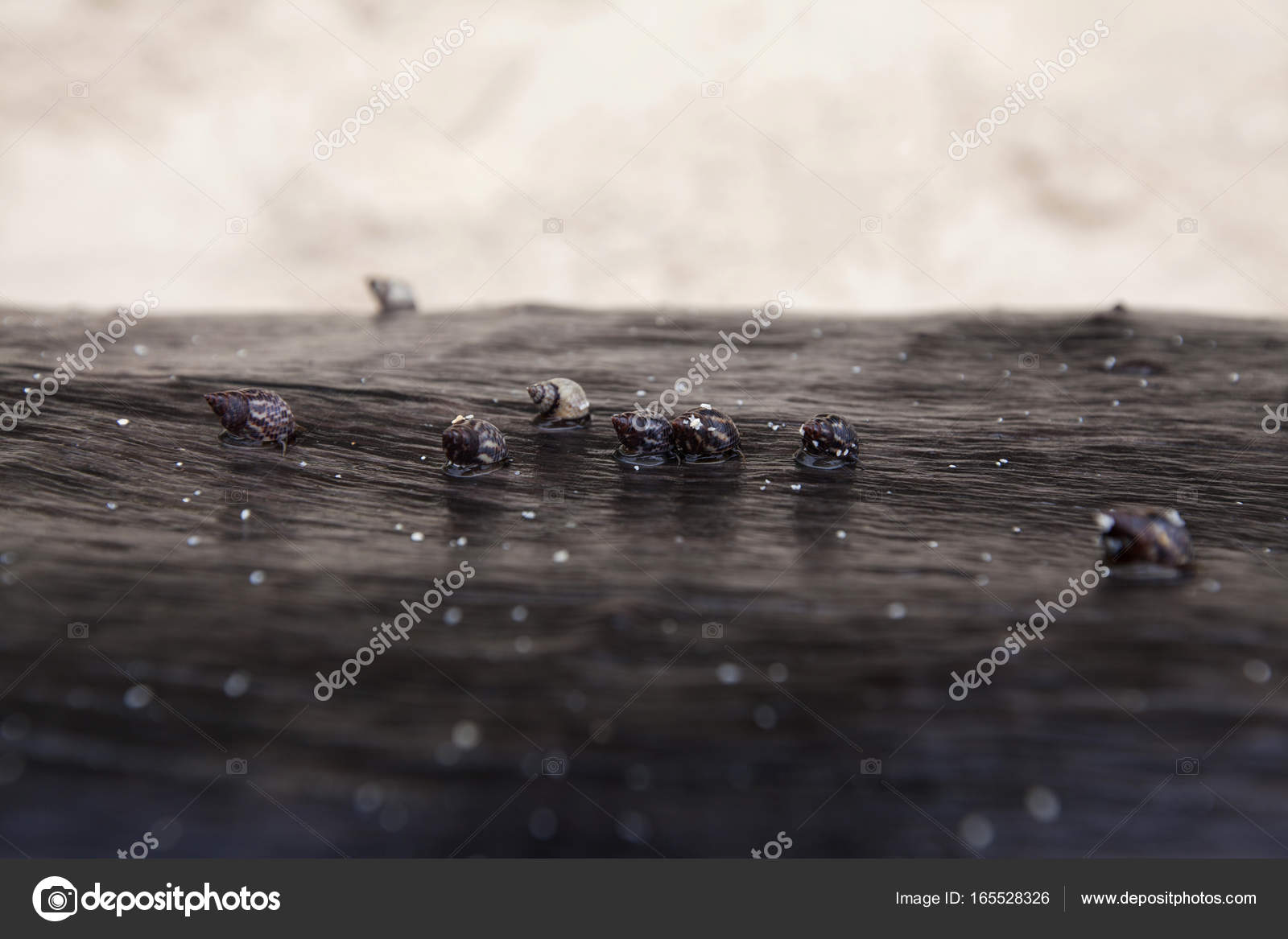 Group of seashell is walking slowly on timber on the beach. — Stock ...