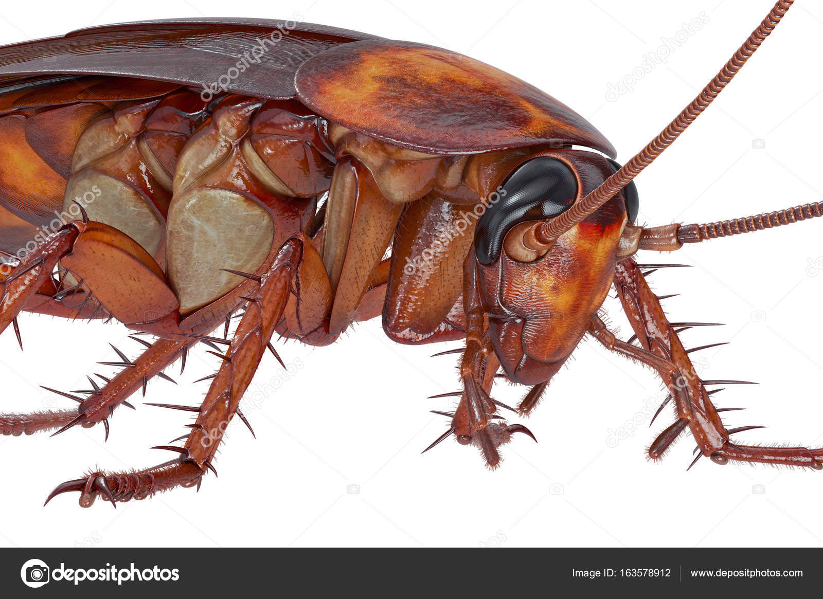 Cockroach bug orange creature, close view Stock Photo by ©ARTYuSTUDIO ...
