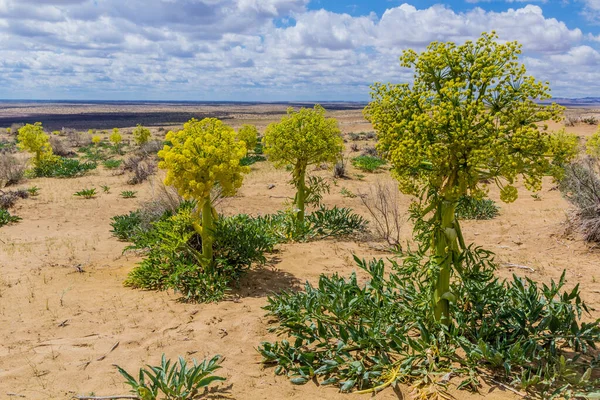 Asafoetida Plant Cultivation