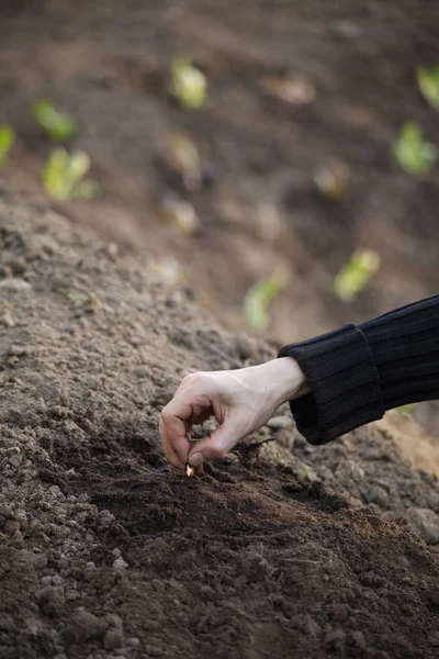 Hands on soil Stock Photos, Royalty Free Hands on soil Images ...