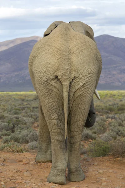 Elephant foot stomp Stock Photos, Royalty Free Elephant foot stomp ...