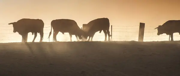 Cattle sunset Stock Photos, Royalty Free Cattle sunset Images ...