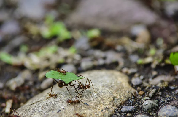 The ant civilization Stock Photos, Royalty Free The ant civilization ...