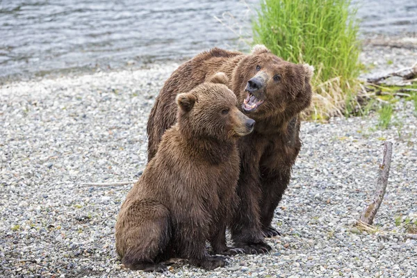 Bear hug Stock Photos, Royalty Free Bear hug Images | Depositphotos