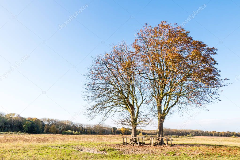 Chestnut trees in the fall. Stock Photo by ©Dutchlight 129937634