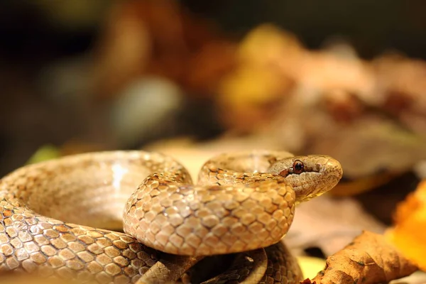 Closeup of rattlesnake ready to strike — Stock Photo © sarah5 #4170268