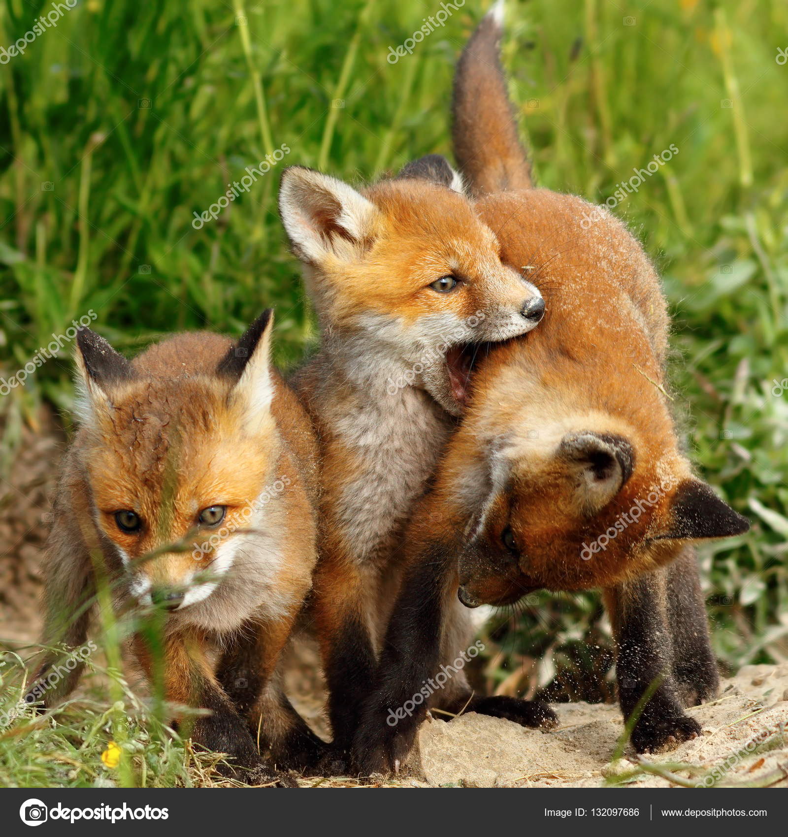 Family of red foxes playing near the burrow Stock Photo by ©taviphoto ...