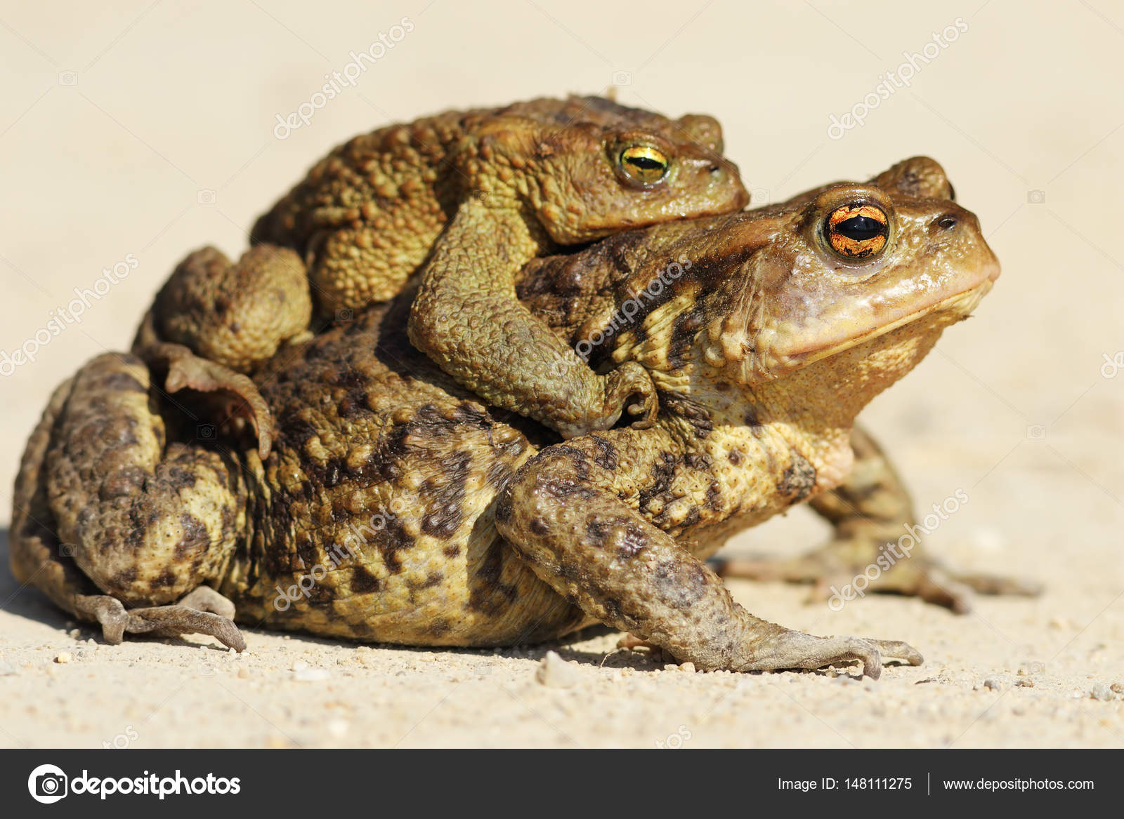 Brown toads mating in spring — Stock Photo © taviphoto #148111275