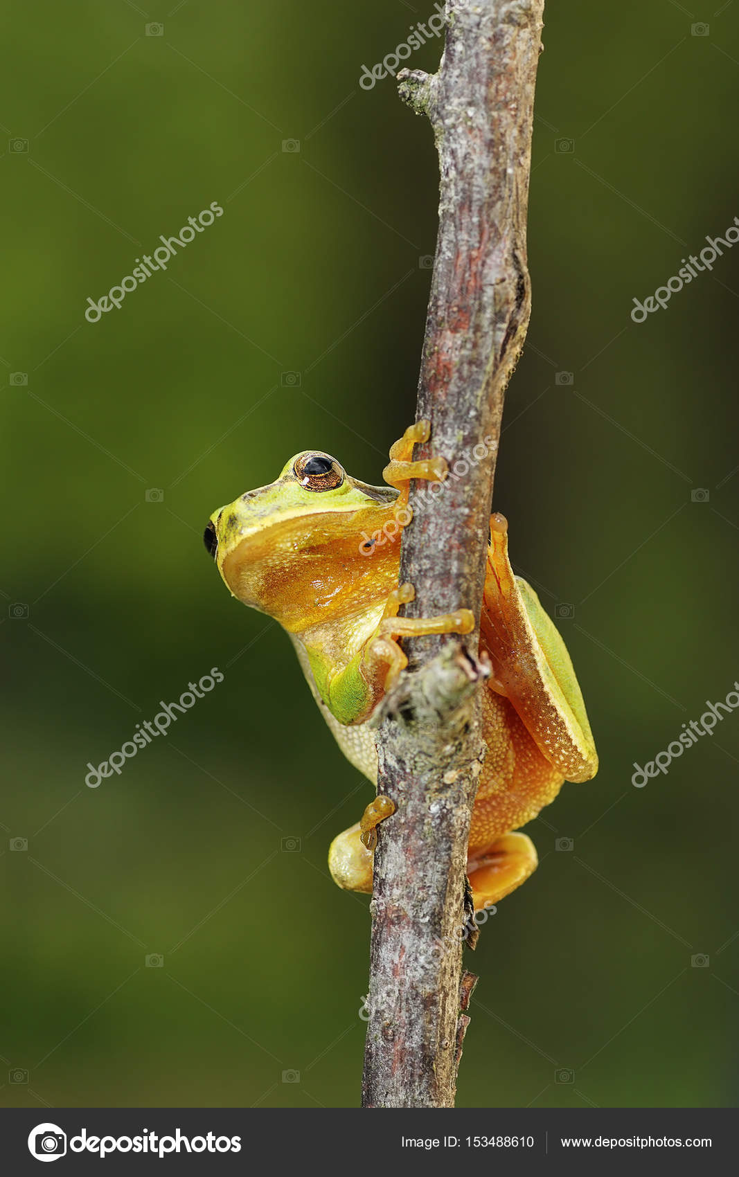 Tree Frog Climbing