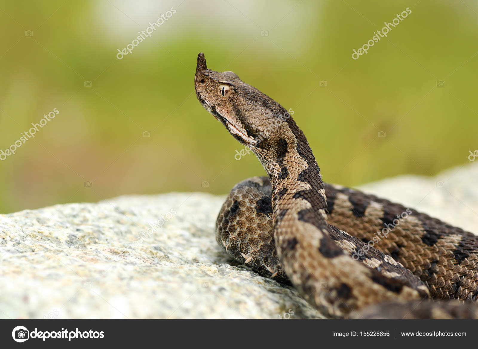 Nose Horned Viper