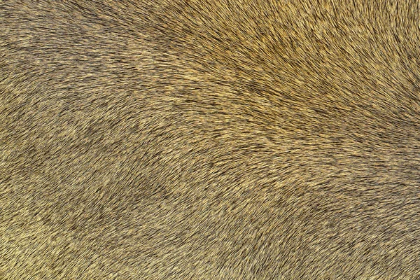 Lion skin pattern Stock Photos, Royalty Free Lion skin pattern Images ...