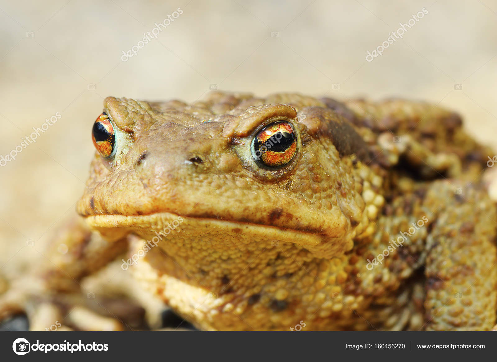European common brown toad portrait — Stock Photo © taviphoto #160456270