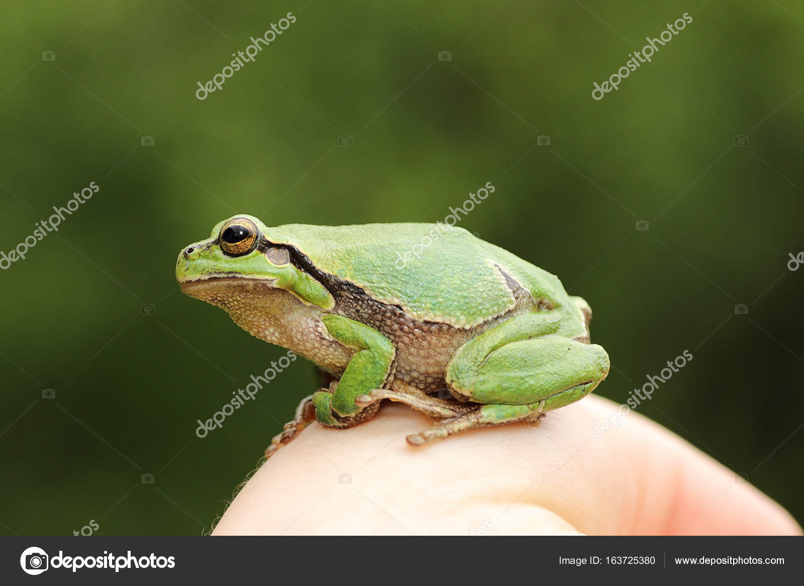 Cute green tree frog on woman hand — Stock Photo © taviphoto #163725380