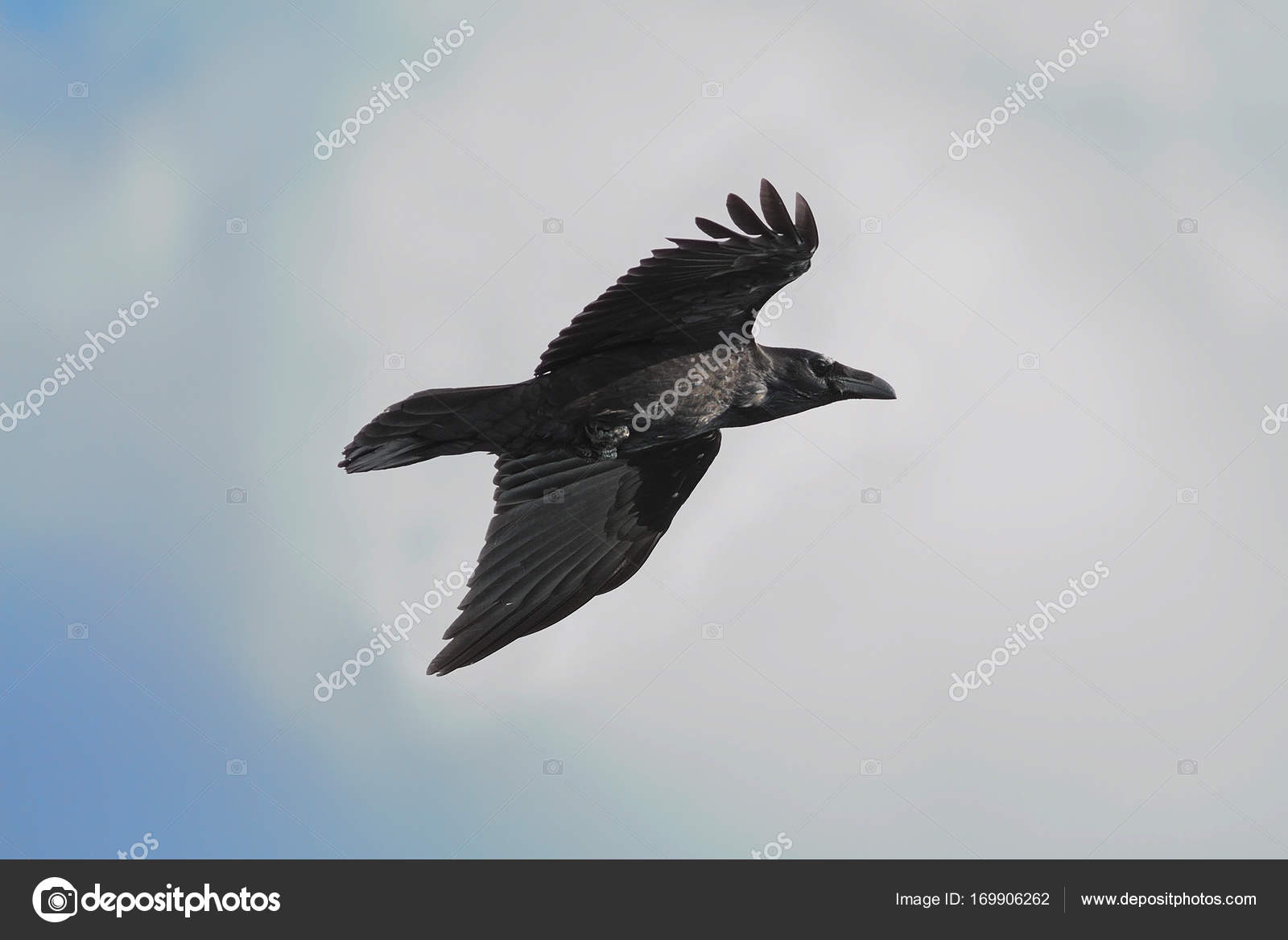 Raven Flying Away