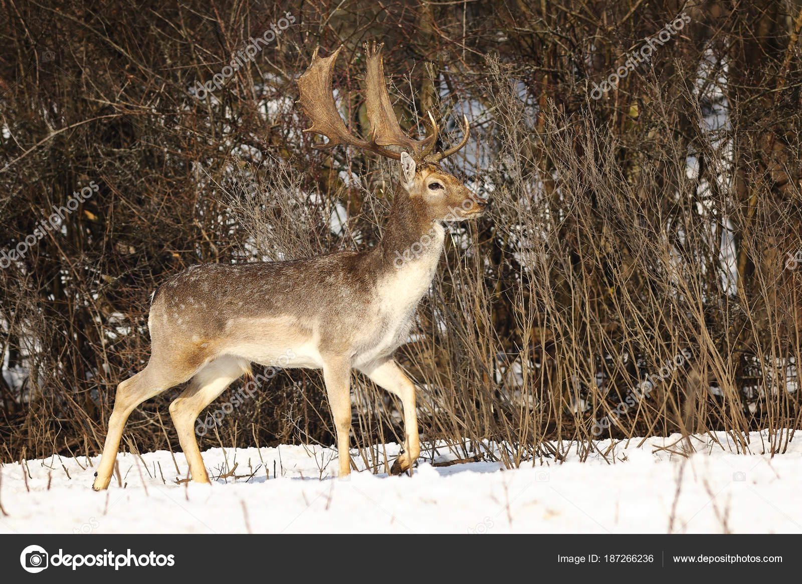 Stag In Winter - Angelica Gosta