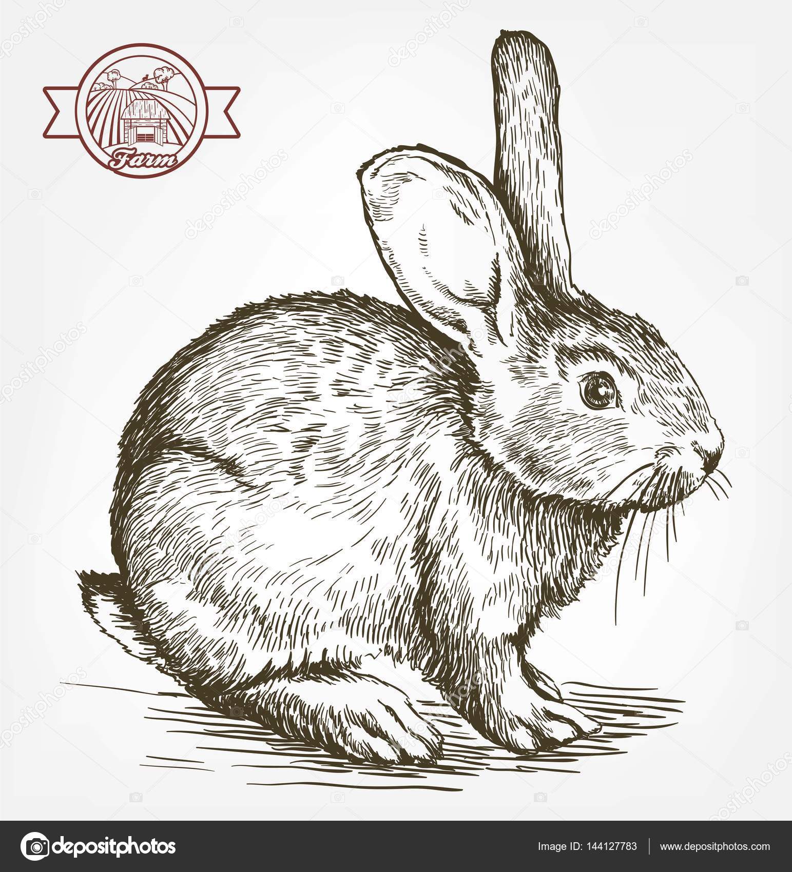 Sketch of rabbit drawn by hand. animal husbandry — Stock Vector ...