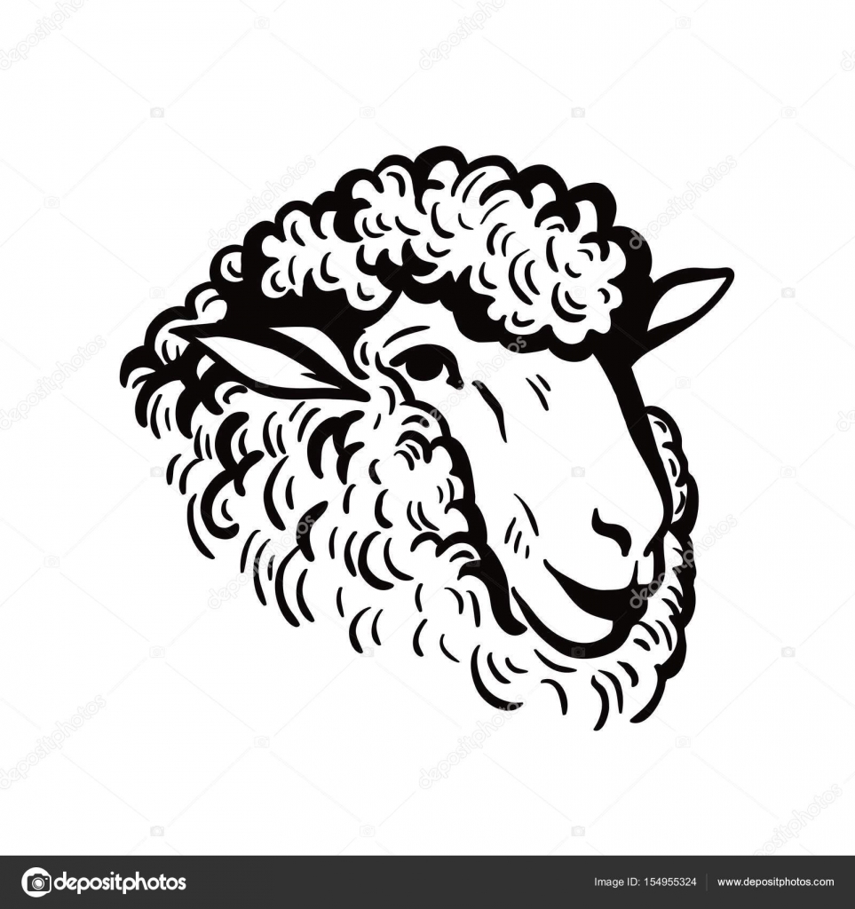 Farm animals. sheep head sketch Stock Illustration by ©lapuma #154955324 Farm animals. sheep head sketch Stock Illustration by ©lapuma #154955324