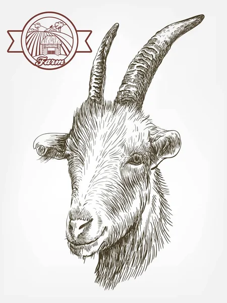 Goat head Vector Art Stock Images | Depositphotos