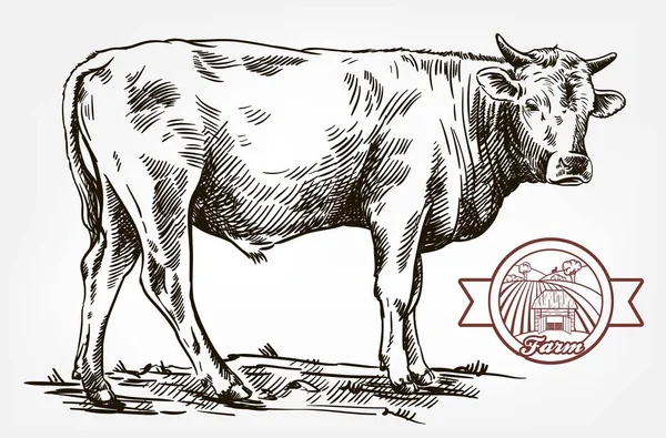 Breeding cow. grazing cattle. animal husbandry. livestock. illustration ...