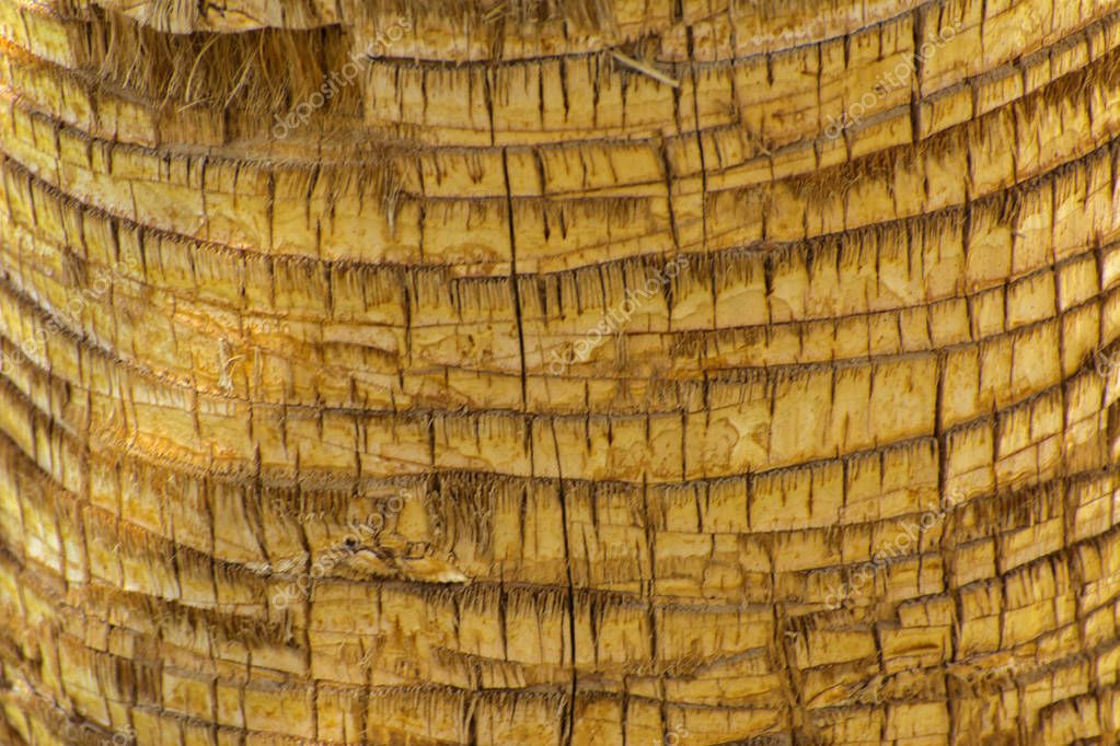 Fondo de la corteza de una palmera. Primer plano de fragmentos de la ...