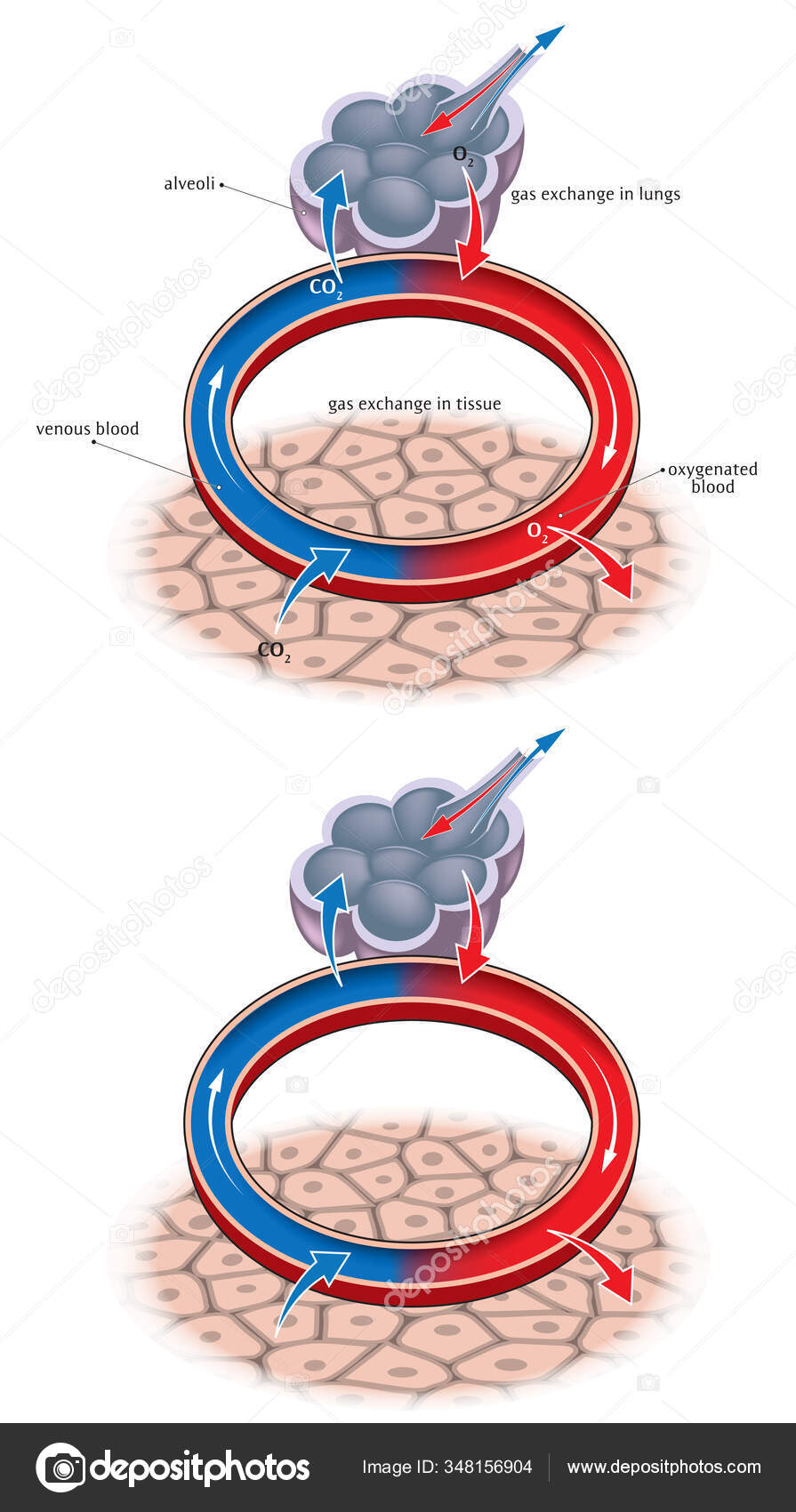 Gas Exchange Clipart