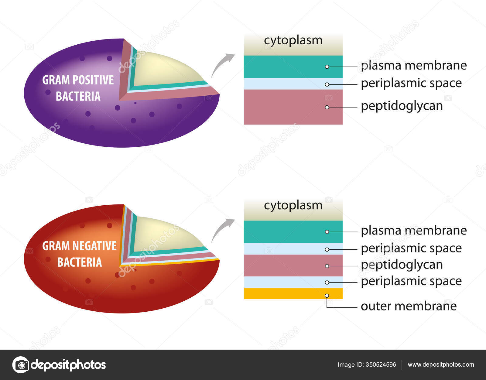 Schematic Diagram Of Bacterial Cell Bacterial Schematic Flagellated ... Schematic Diagram Of Bacterial Cell Bacterial Schematic Flagellated ...