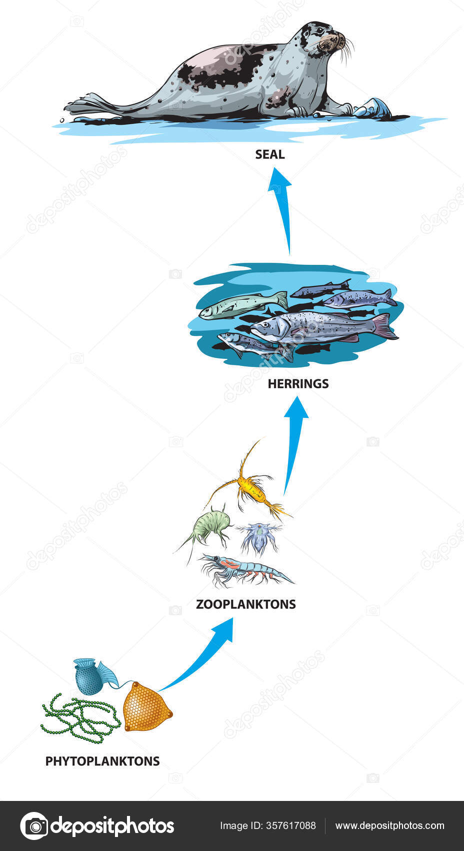 Open Ocean Food Web