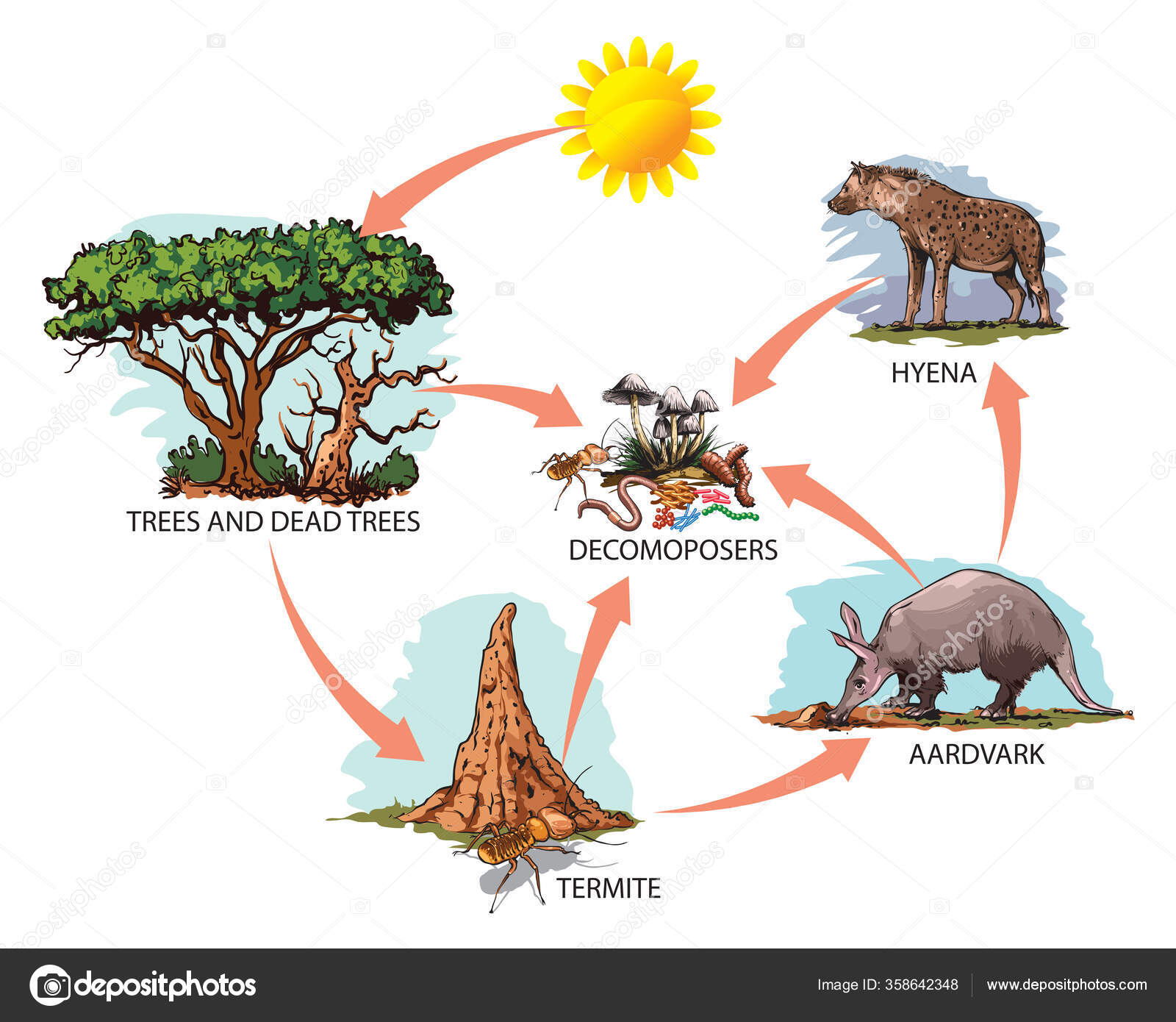 Animal Food Chain Pyramid