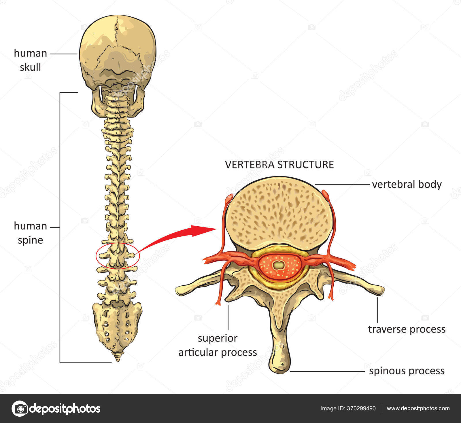 Human Backbone Structure