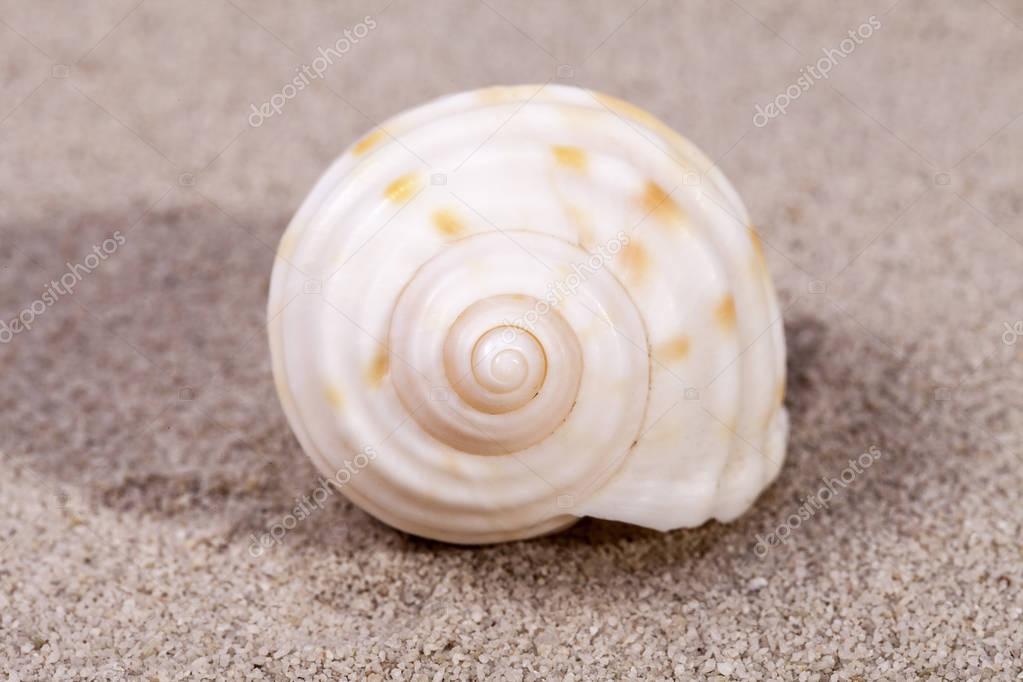 Single sea shell of marine snail lying on the sand, close up — Stock ...